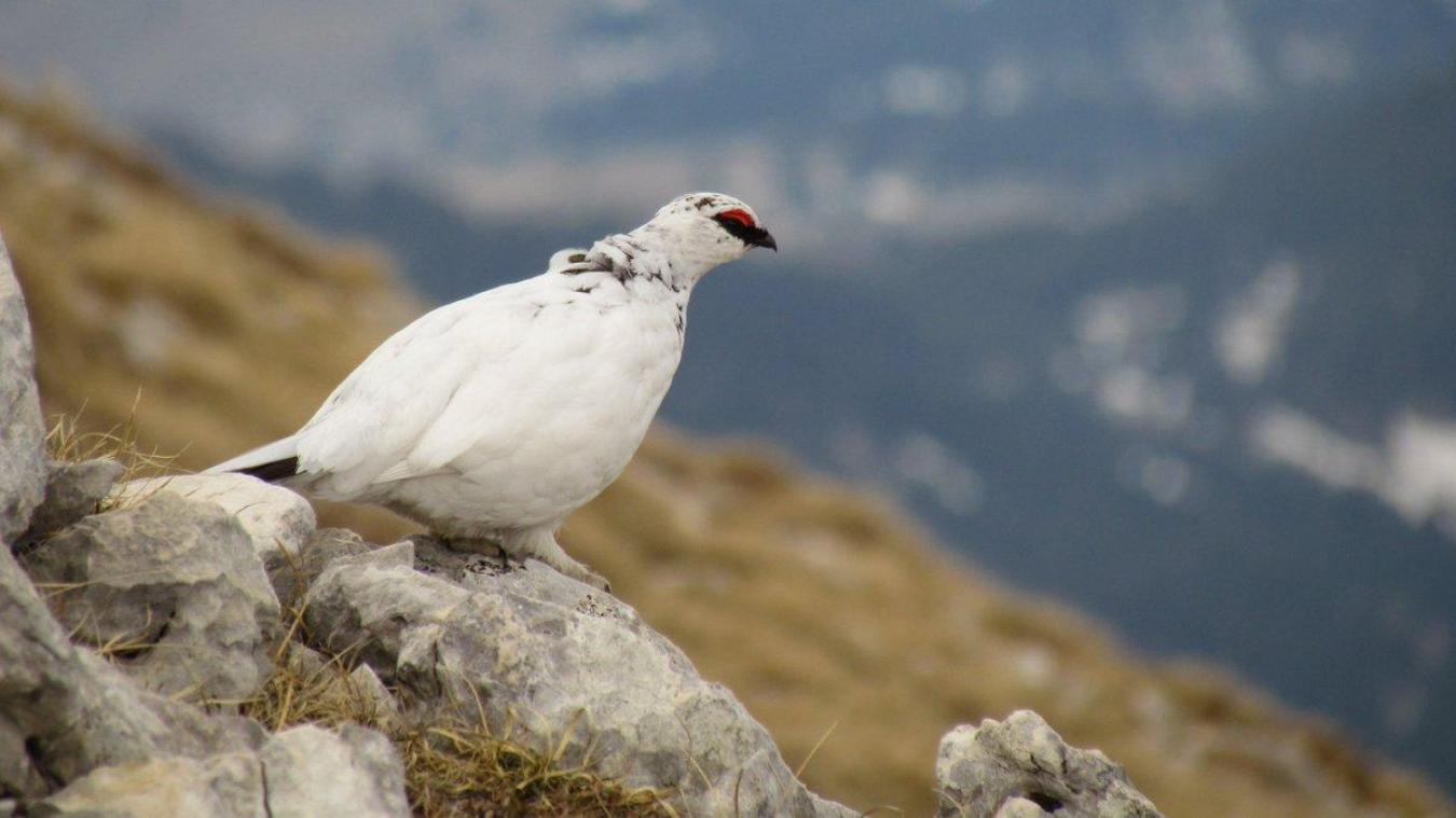 Haute-Savoie : la chasse à la perdrix blanche suspendue - Le Messager