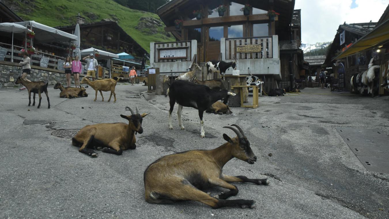 Les Lindarets: du village des vaches au village des chèvres - Le Messager