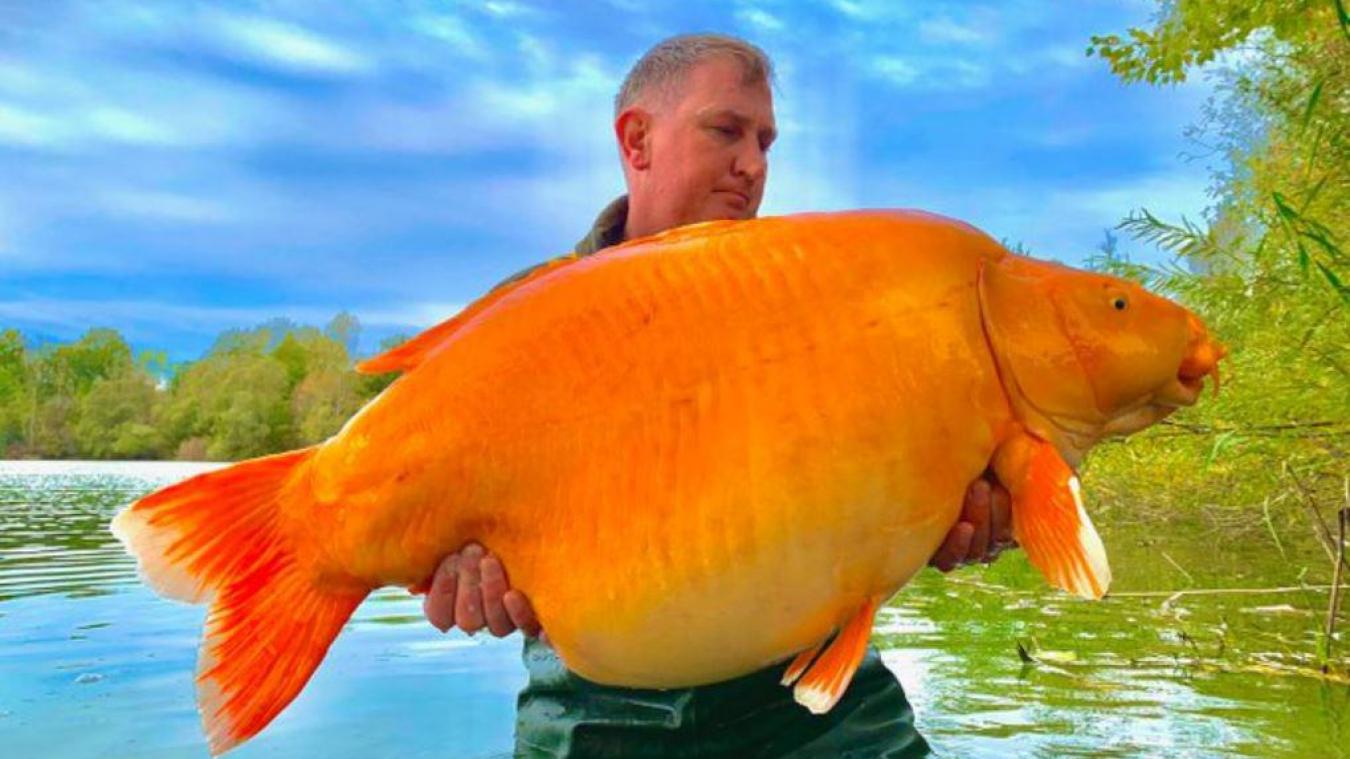 Au bout de sa ligne, un pêcheur remonte le plus gros poisson rouge du ... Au bout de sa ligne, un pêcheur remonte le plus gros poisson rouge du ...