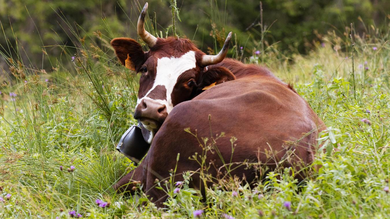 La Roche-sur-Foron : pourquoi «Vaches en piste» est destiné à tout le ...
