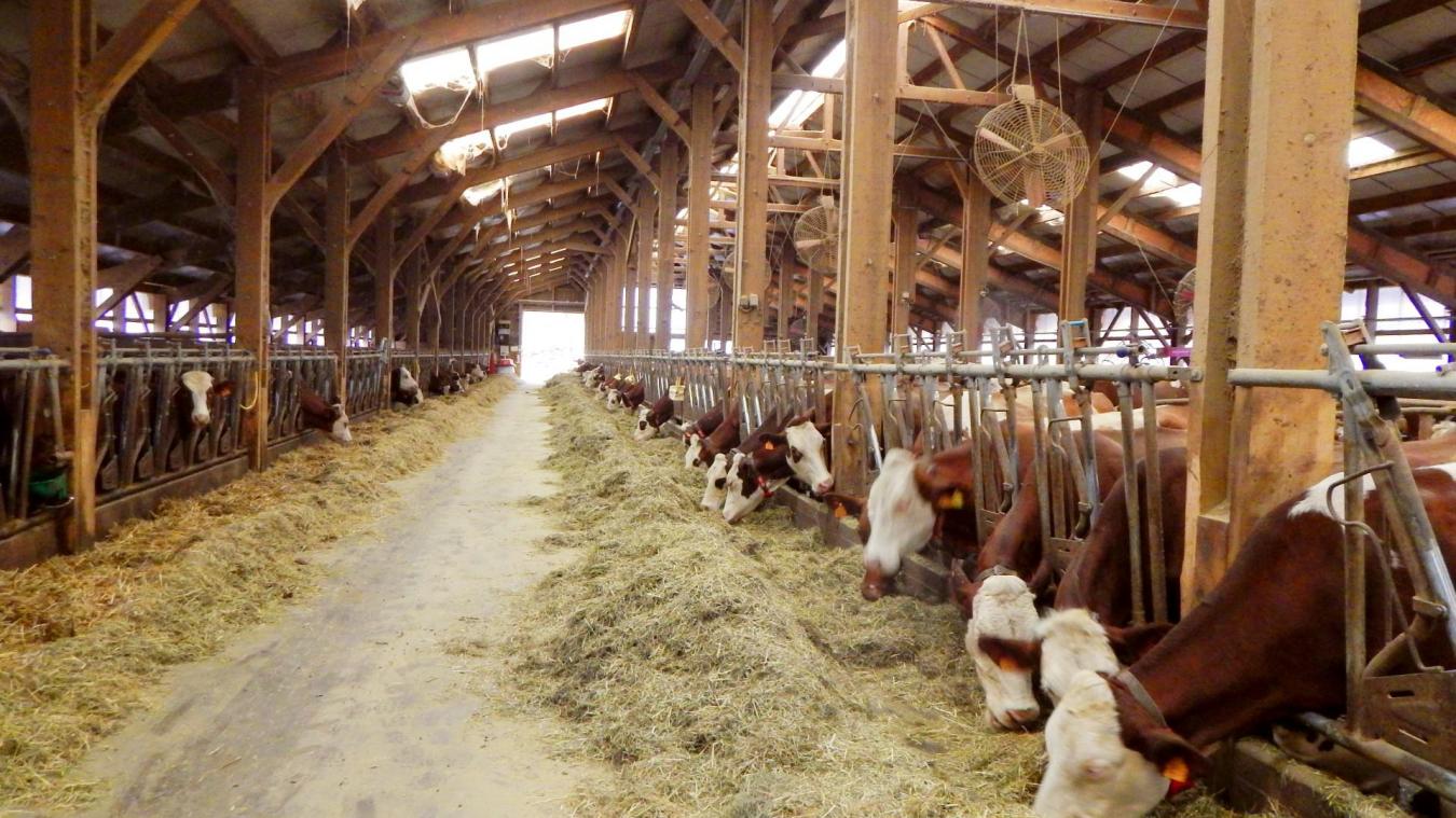 Abondance : comment la ferme familiale de la Lanche est passée en bio ...