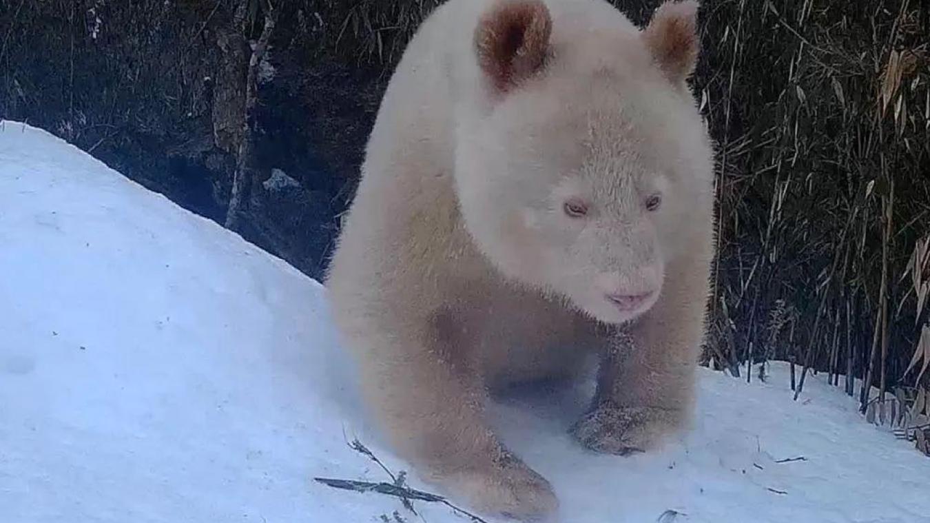 L’unique panda géant albinos au monde de nouveau repéré en Chine - Le Messager