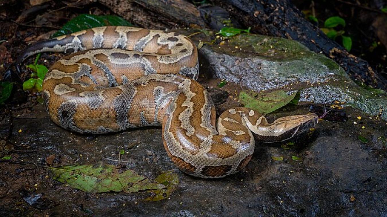 En Indonésie, une femme de 36 ans meurt avalée par un python - Le Messager
