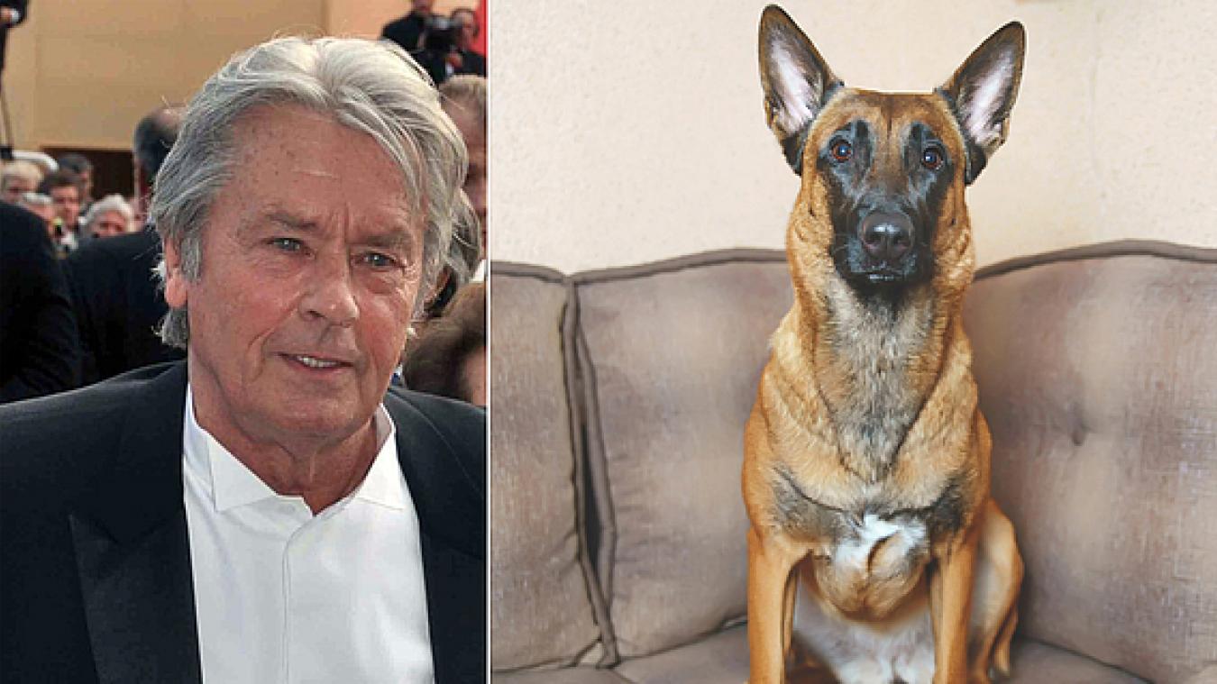 Mort d’Alain Delon : Loubo, son Malinois, ne sera finalement pas ...