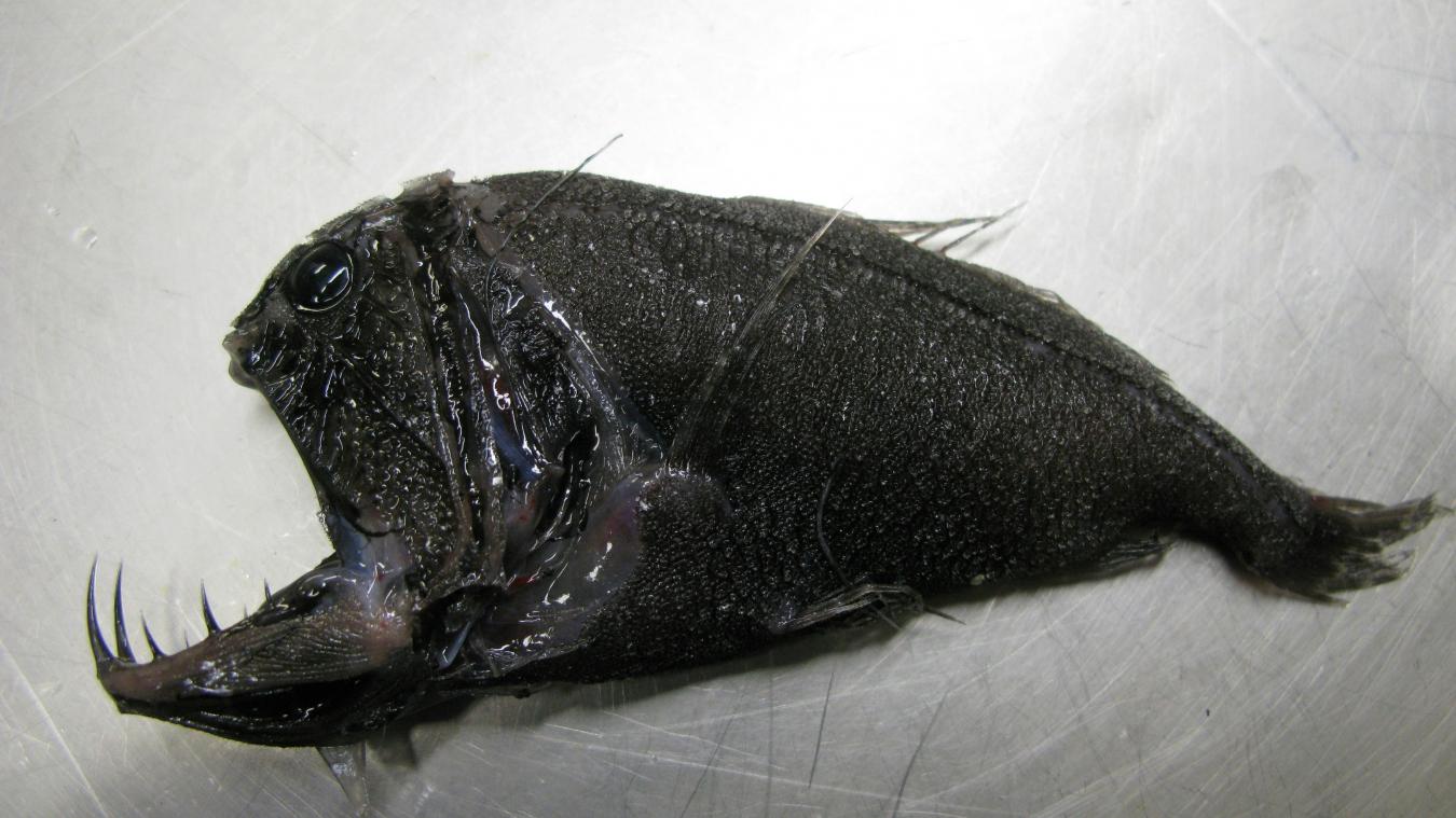 Des scientifiques filment pour la première fois une baudroie des ...