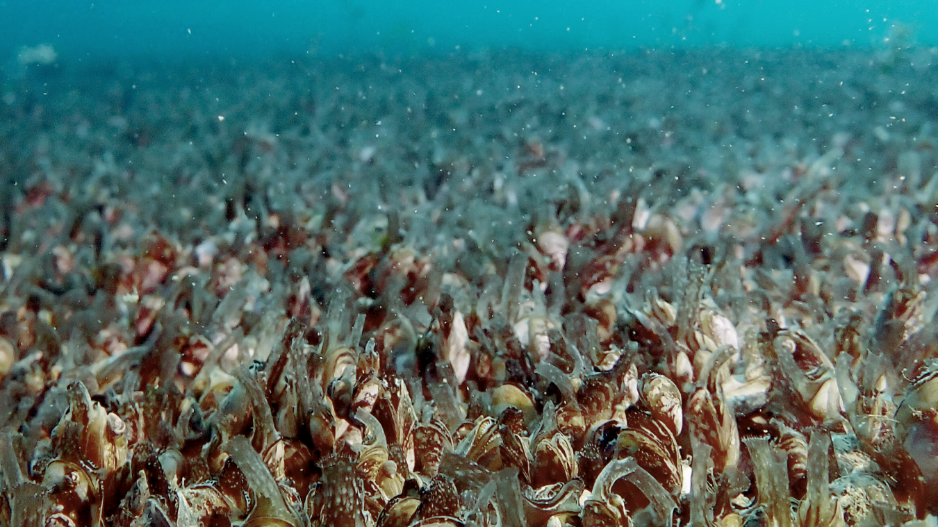 Limiter la prolifération des moules quaggas dans le Léman - Le Messager