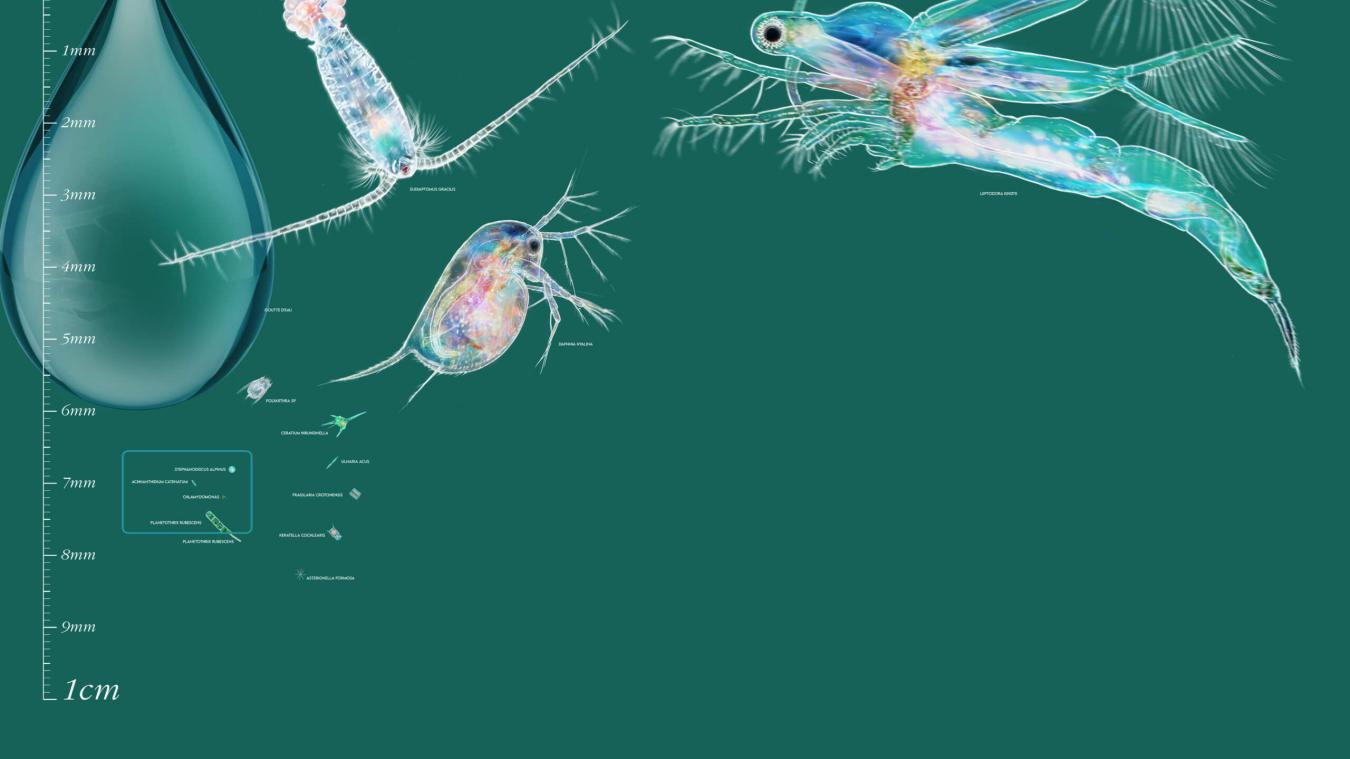 Plancton du Léman : un micro-organisme d’une incroyable richesse - Le ...