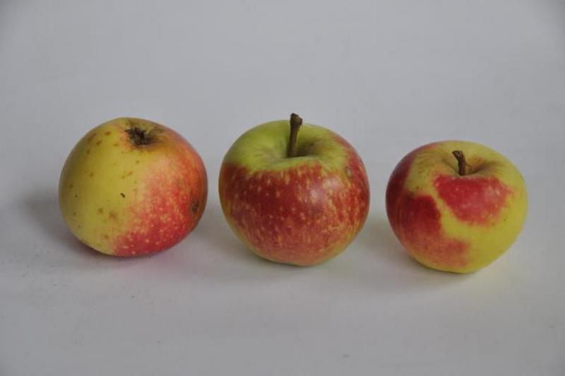 Abondance: ils se lancent dans la création d’un verger communal grâce ...