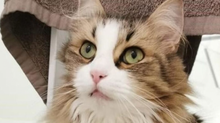 Pour Neko, le chat écrasé par un train, la justice a pris sa décision ...