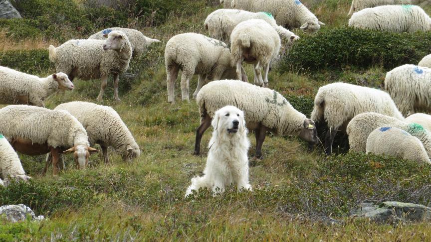 Beaufortain : chiens de protection, 5 conseils et astuces pour ne pas ...