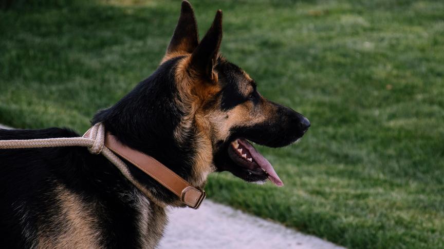 Loire : un chien en attaque un autre dans la rue, un policier en civil ...