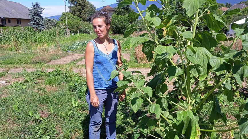 Alby-sur-Chéran : Le « Cardon bleu », pour une agriculture maraîchère ...