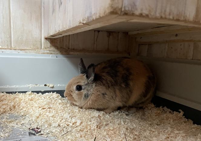 Gex : Une association née de la passion, SOS Animaux Pays de Gex - Le ...